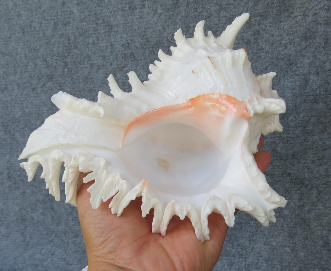 Cassis Cornuta Sea Shell, Spiny Turbo Snail, Conch Shell, Natural Sea ...