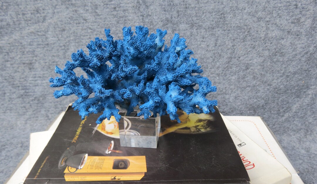 Real Blue Coral Decor,coral With Crystal Base, Beautiful Natural Coral ...