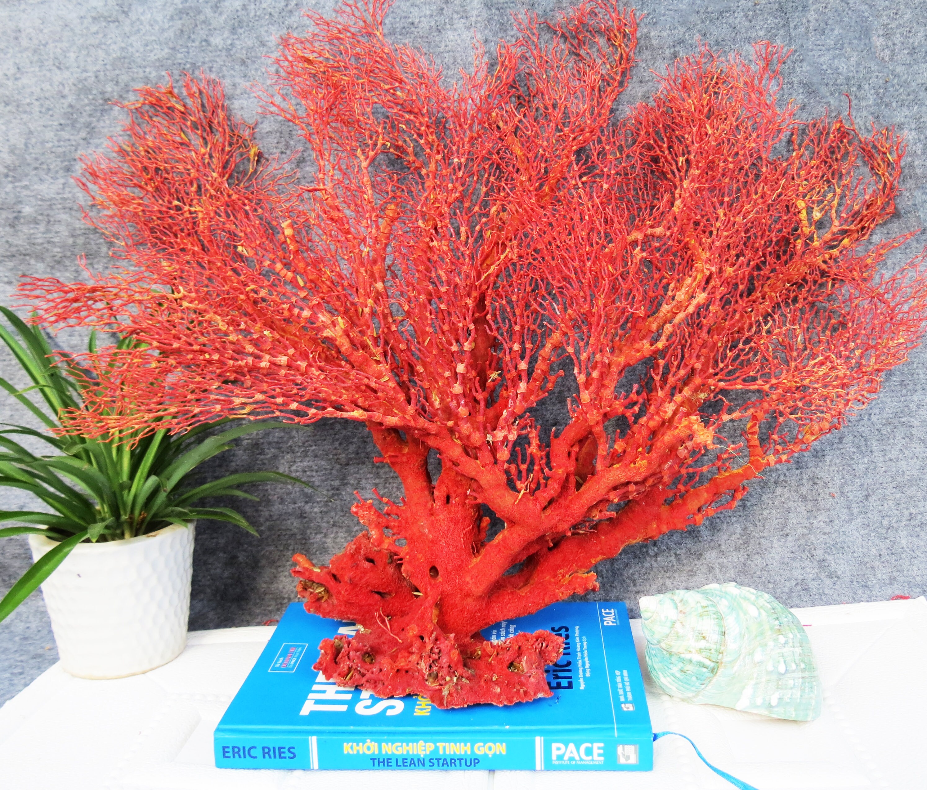 Red Coral Tree Large Red Coral Real Coral Coral Decor - Etsy