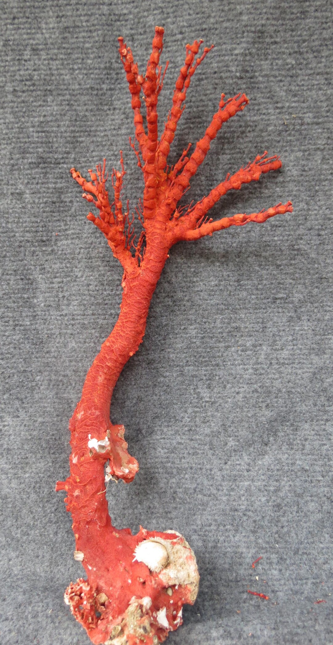 Red Coral Branch 16,5x7,5x5 Inches | Natural Coral | Real Coral | Coral ...