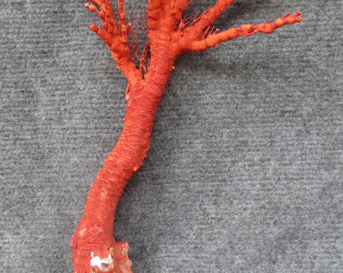 Red Coral Branch 16,5x7,5x5 Inches | Natural Coral | Real Coral | Coral ...