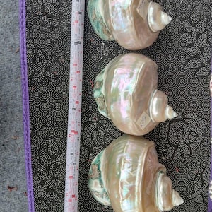 Large Giant Green Marmoratus Turban Shell, Large Conch Shell, Turbo ...