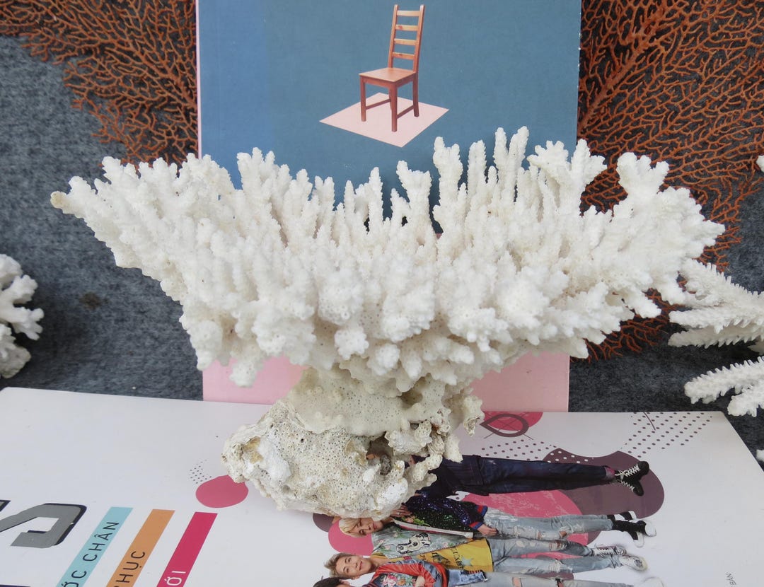 Real Coral is Very Beautiful, Natural White Coral, Real Coral Shape ...