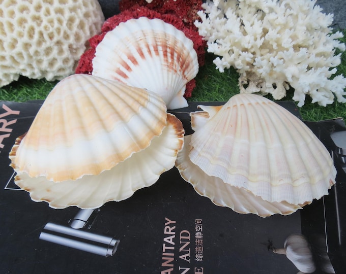 Large Conch Shell, Beautiful Large Shells, Home Decoration Snail Shells ...