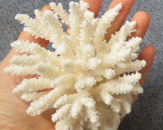 Coral, Real Coral,beautiful Natural White Coral,natural Coral Tree - Etsy