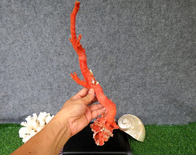 Coral, Real Coral,beautiful Natural White Coral,natural Coral Tree - Etsy