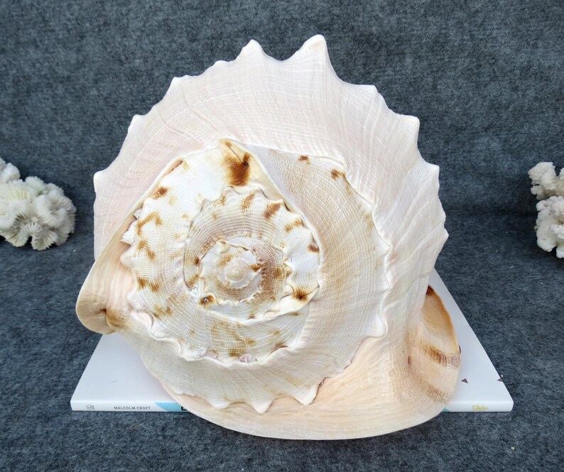 Large Queen Helmet Sea Shell is Very Beautiful 11.8", Beautiful Color ...