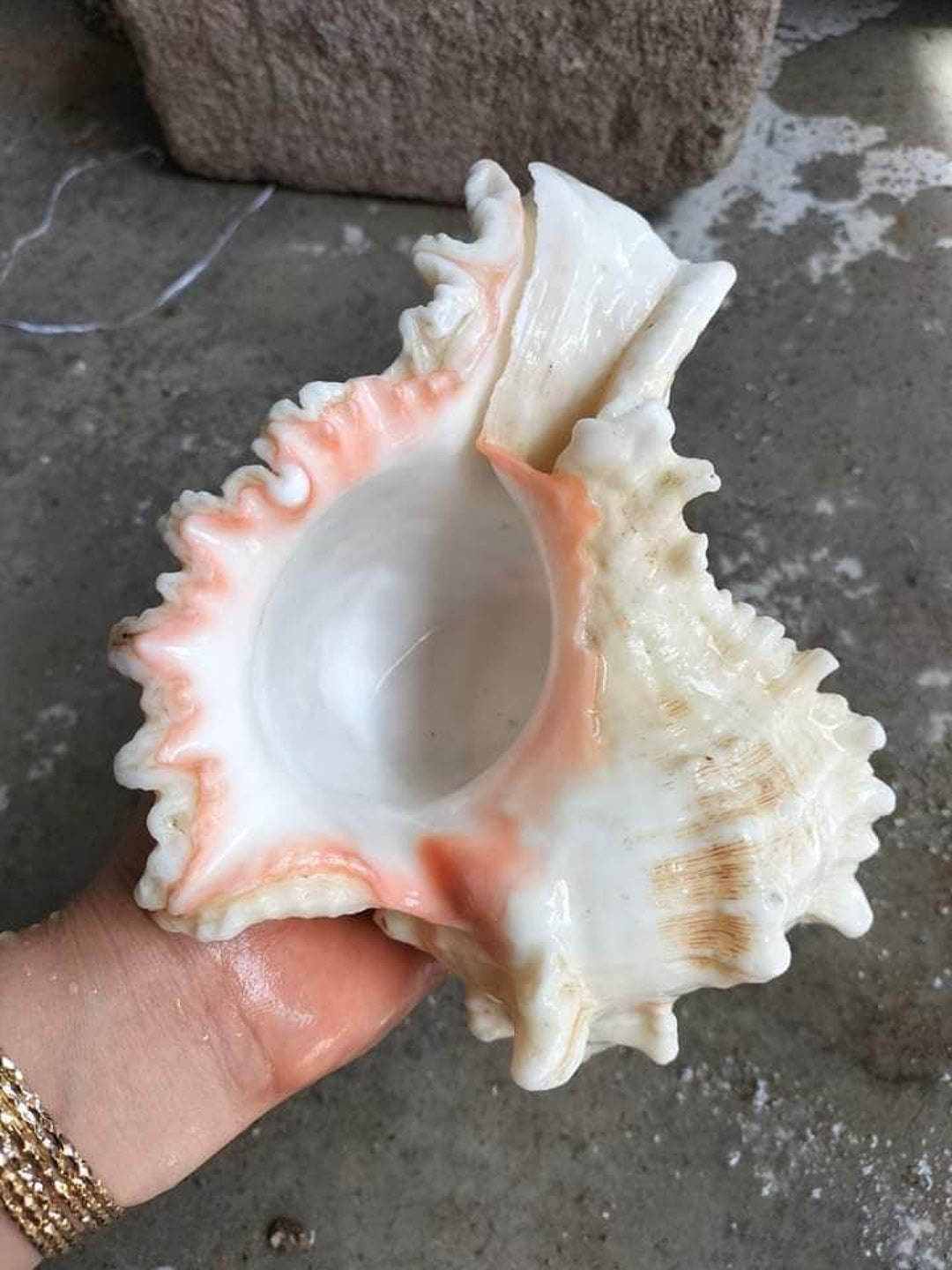 Snail Shell, Large White Spiked Snail Shell, Large Snail Shell, Sea ...