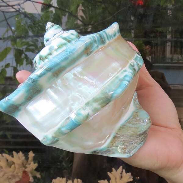 Natural Sea Shells - Etsy