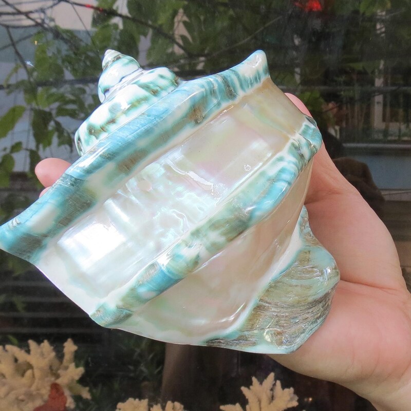 Sea Shell Display - Etsy