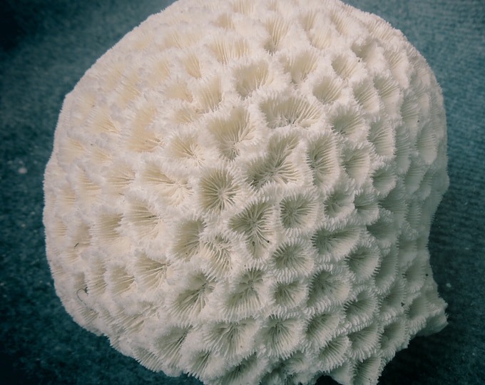 Brain Coral is Very Beautiful, Natural Coral, Real Coral Very Special ...