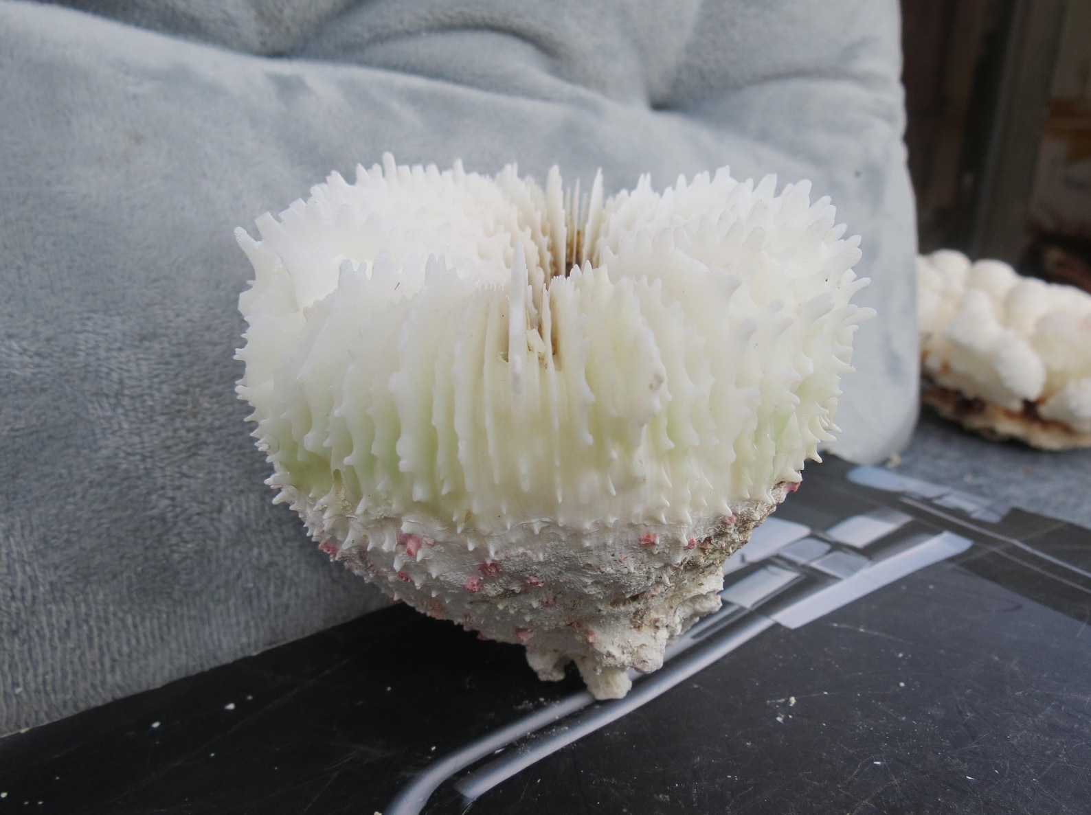 Real White Coral is Very Beautiful, Natural Coral Flower Shape, Very ...