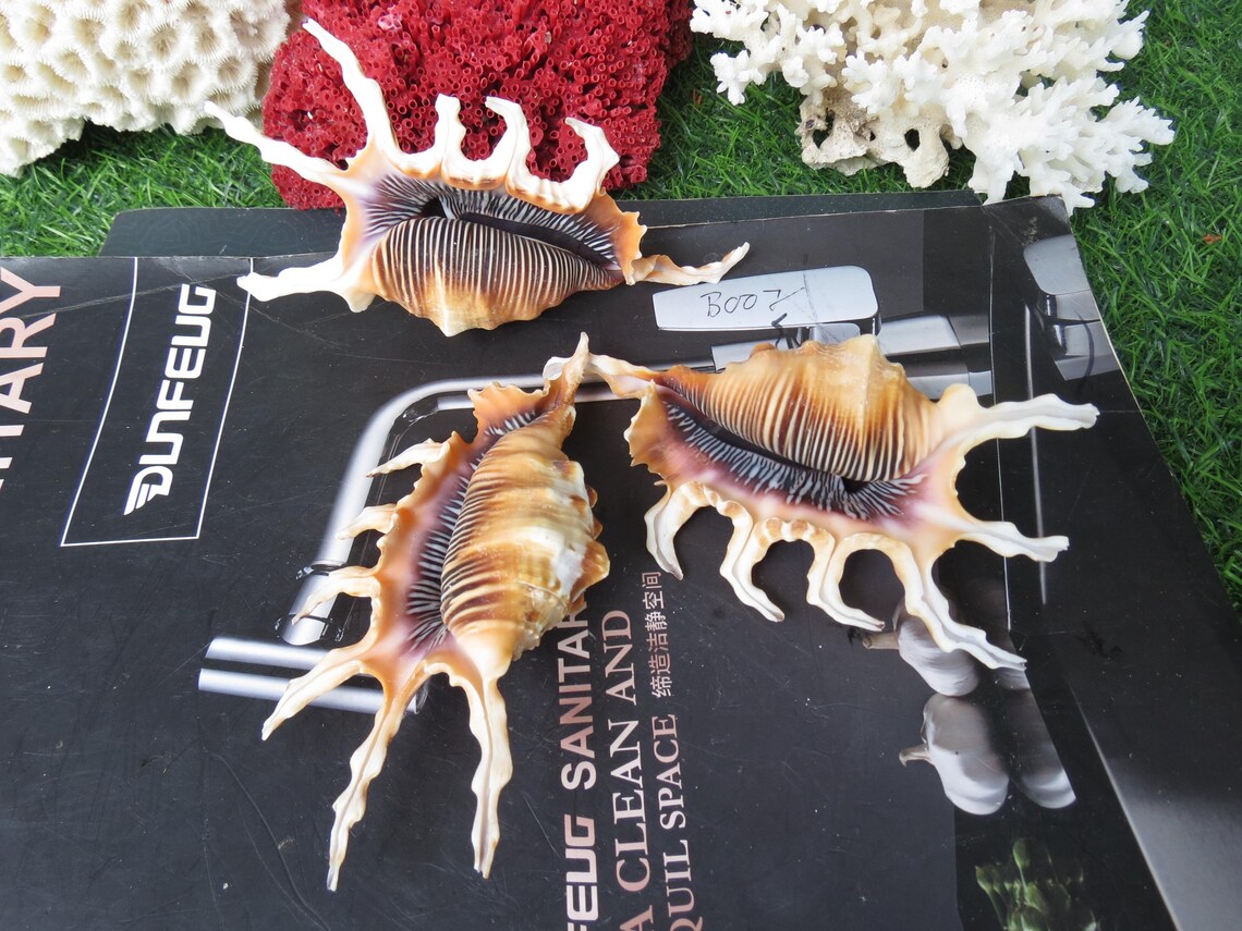 Dinosaur Shell, Beautiful Spider Shell, Chiragra Spider Shell, Lovely ...