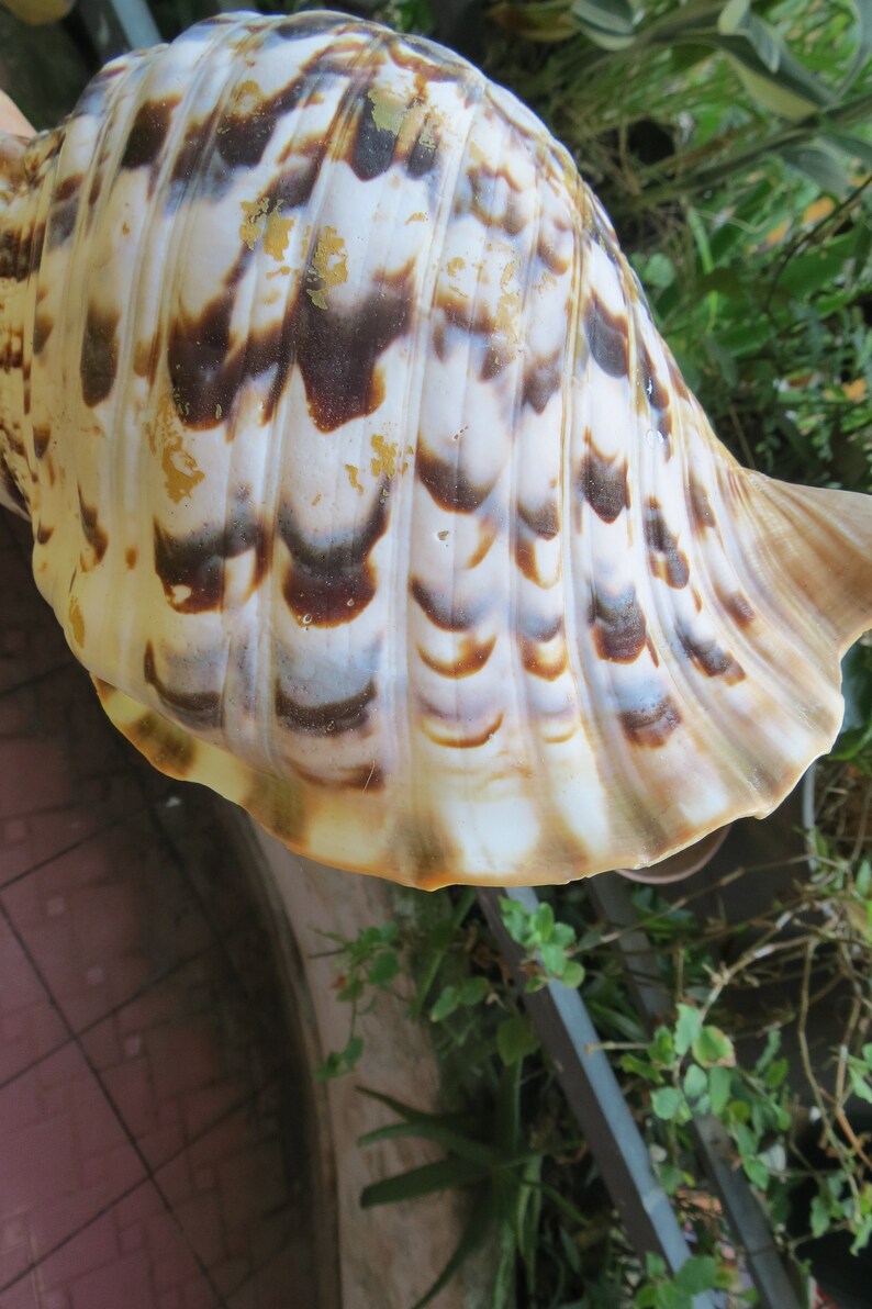 Natural Trumpet Triton Ammonite Decoration Big Seashell - Etsy