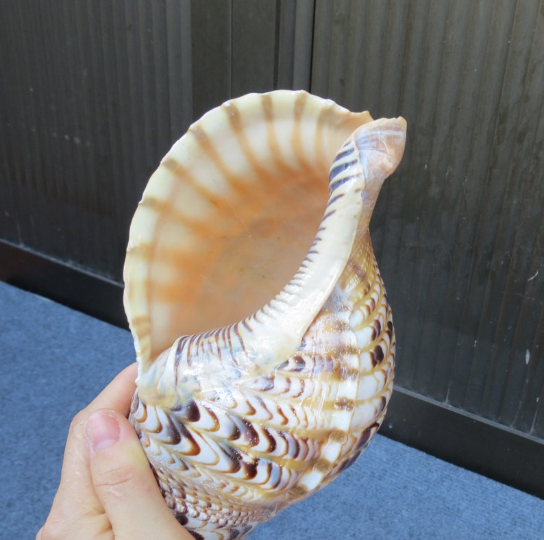 Trumpet Snail Large Natural Sea Shell Trumpet Triton - Etsy
