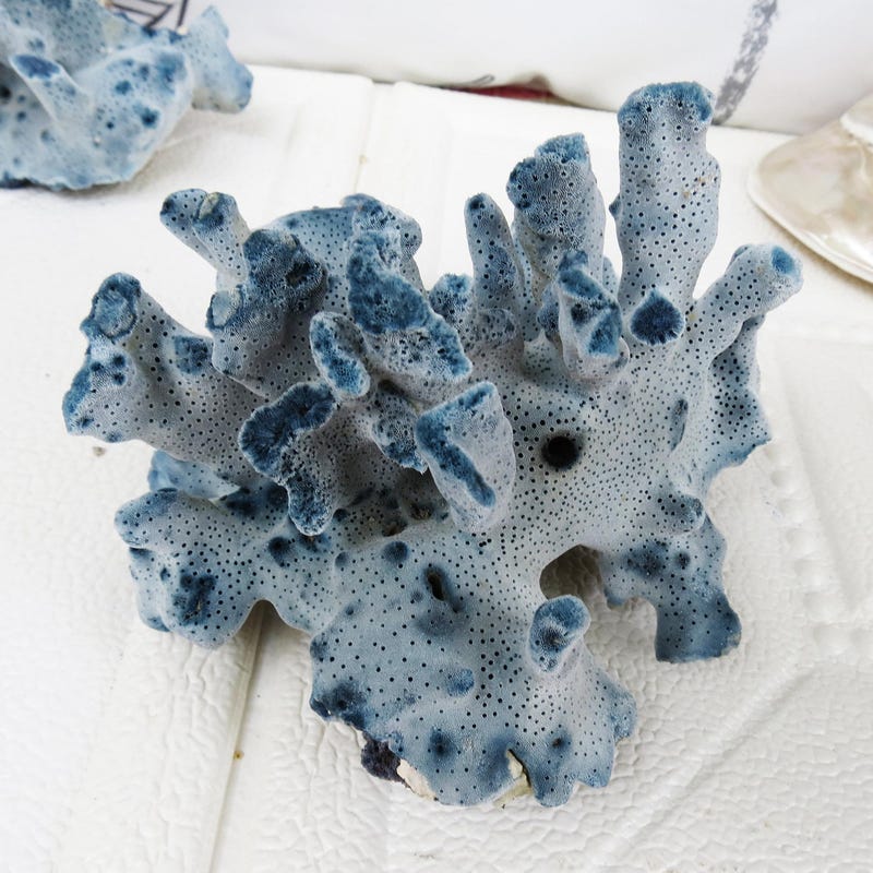 Coral Home Decor - Etsy