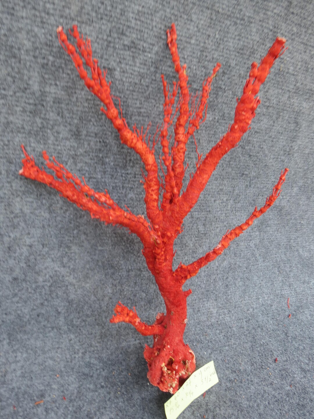 Big Red Coral | Natural Coral | Real Coral | Coral Decor | Aquarium ...