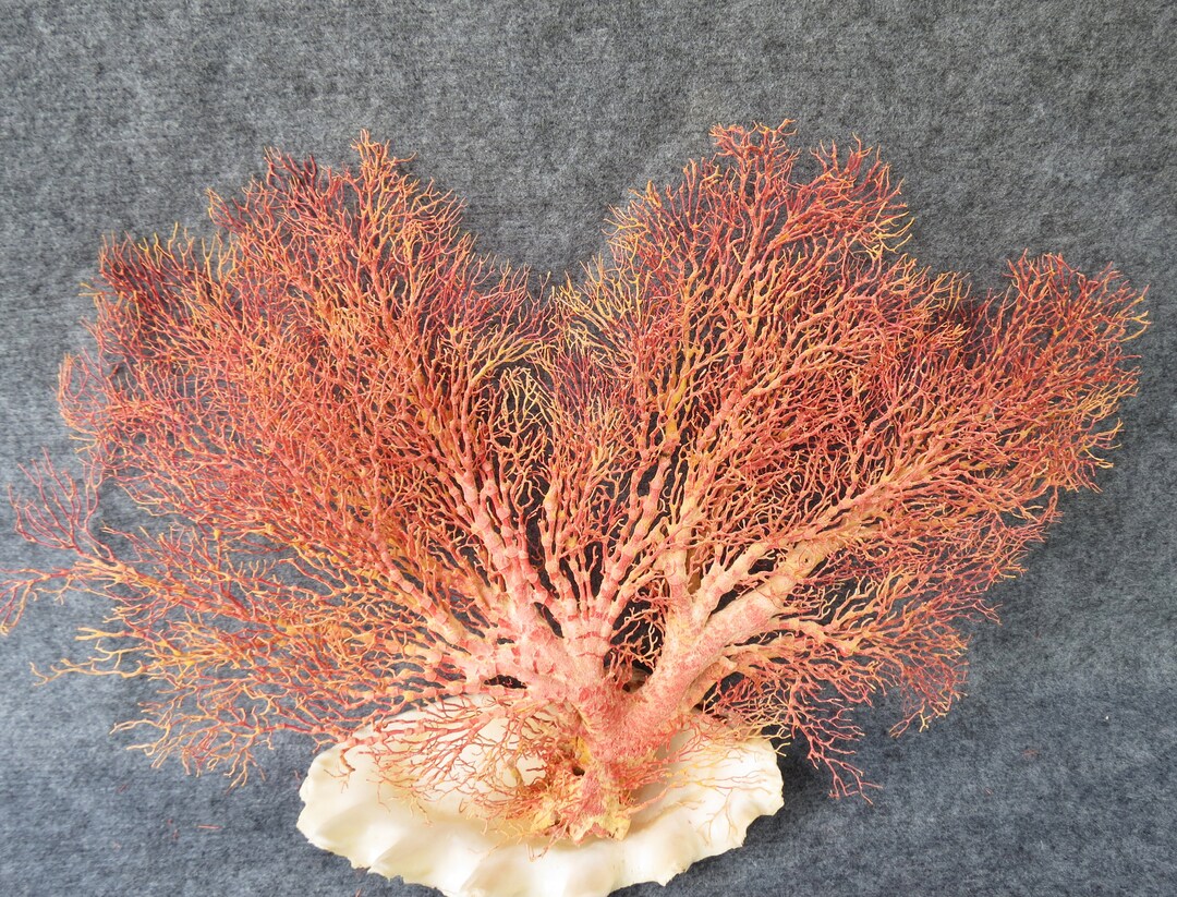 Red Coral Tree Decor, Beautiful Natural Coral, Real Red Coral , Marine ...