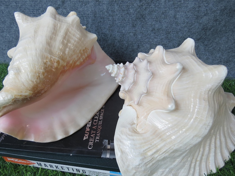 Huge Ocean Shell, Large Strombus Gigas Huge Beautifful Shell, Big Shell ...