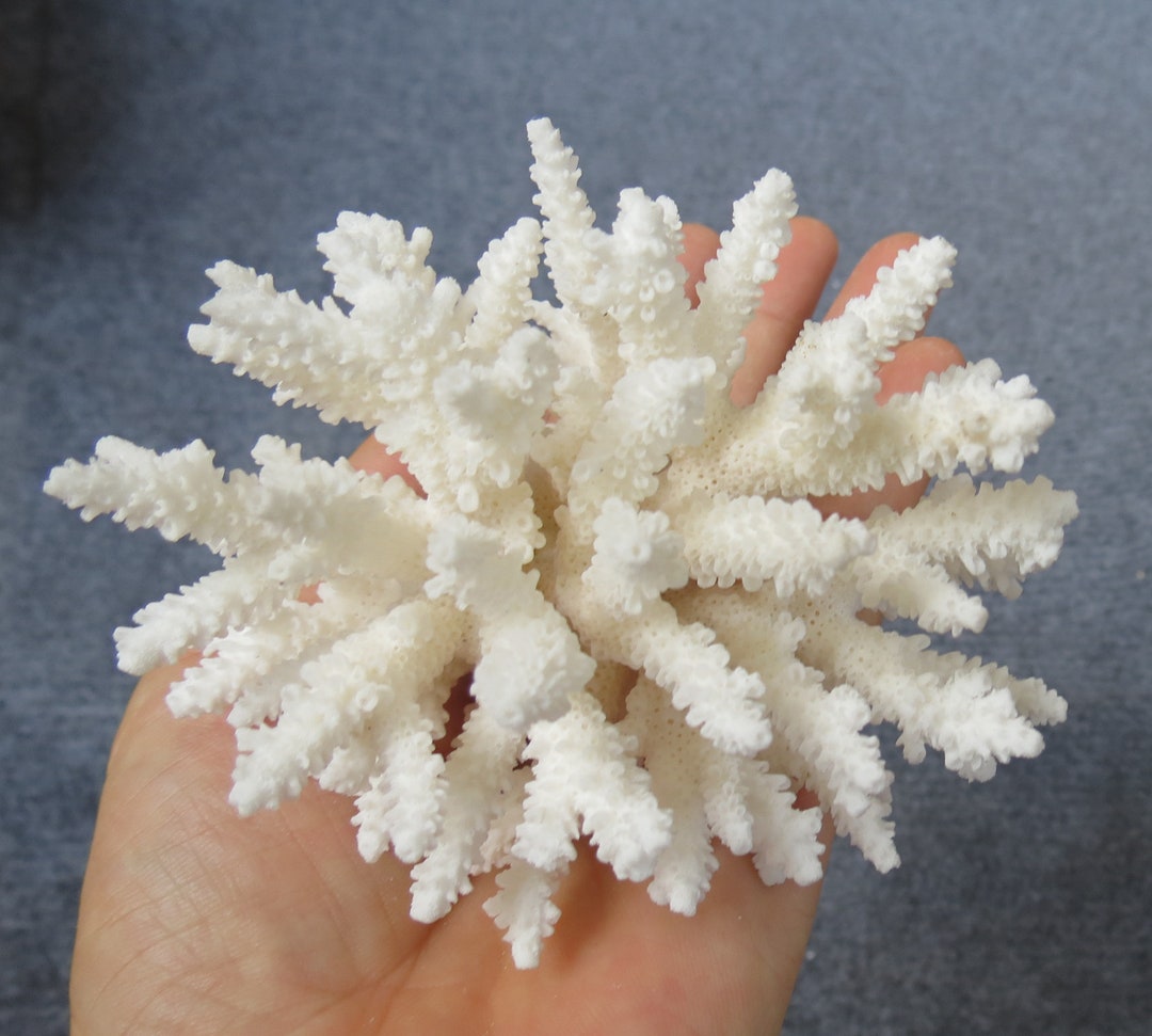Real Sea Coral, Beautiful Natural Coral, Marine Coral, Aquarium ...