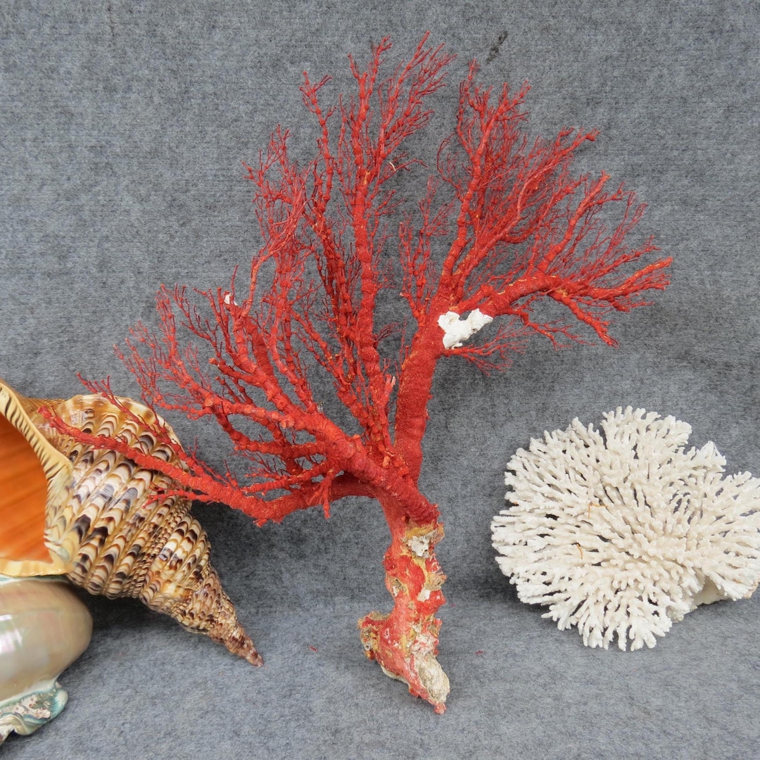 20" Red Coral is Very Beautiful, Natural Coral, Real Coral Very Special ...