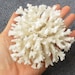 Coral Real Coralbeautiful Natural White Coralnatural Coral - Etsy