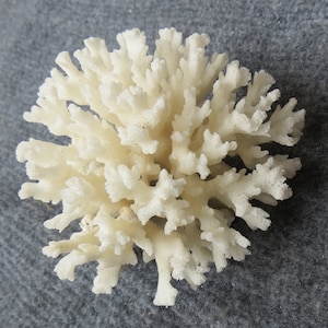 Coral, Real Coral,beautiful Natural White Coral,natural Coral Tree - Etsy