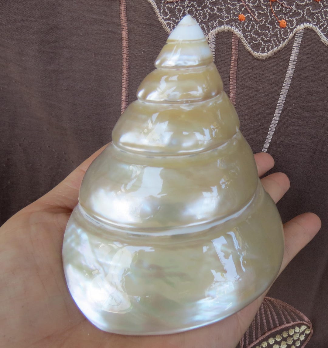 Large Conch Shell, Beautiful Large Shells, Home Decoration Snail Shells ...
