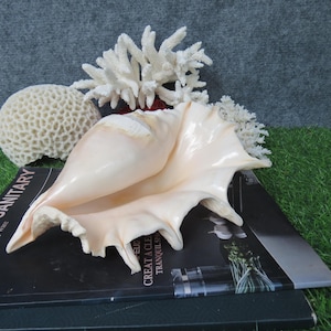 Huge Ocean Shell, Large Beautiful Shell, Sea Shell Treasure, Sea Shells ...