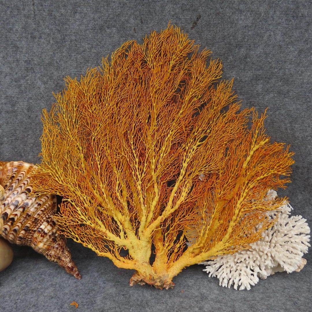 Real Red Coral for Home Decoration, Red Coral Tree, Beautiful Red Coral ...