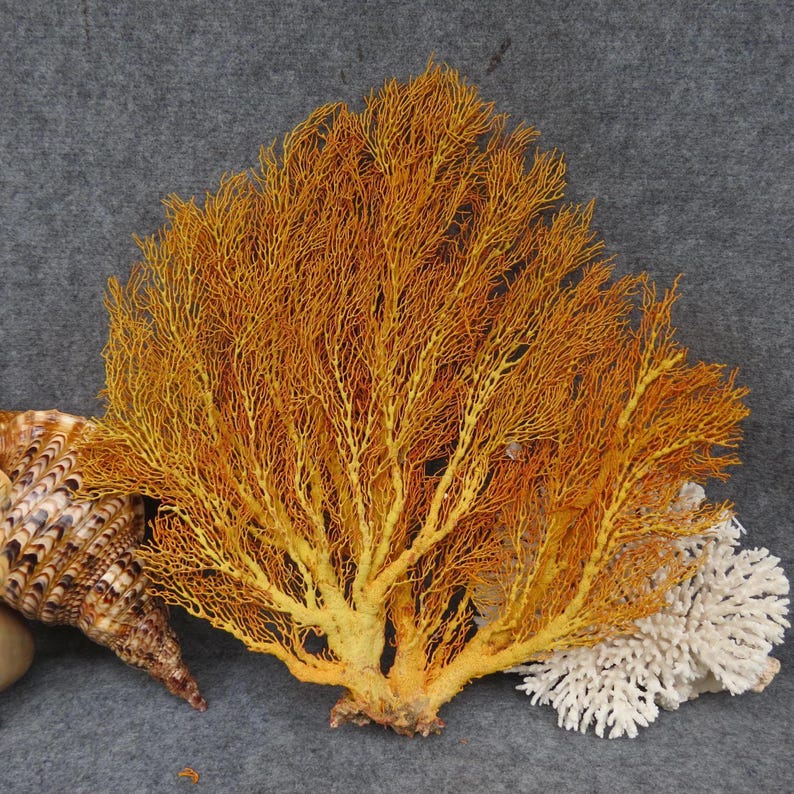 Real Red Coral for Home Decoration, Red Coral Tree, Beautiful Red Coral ...