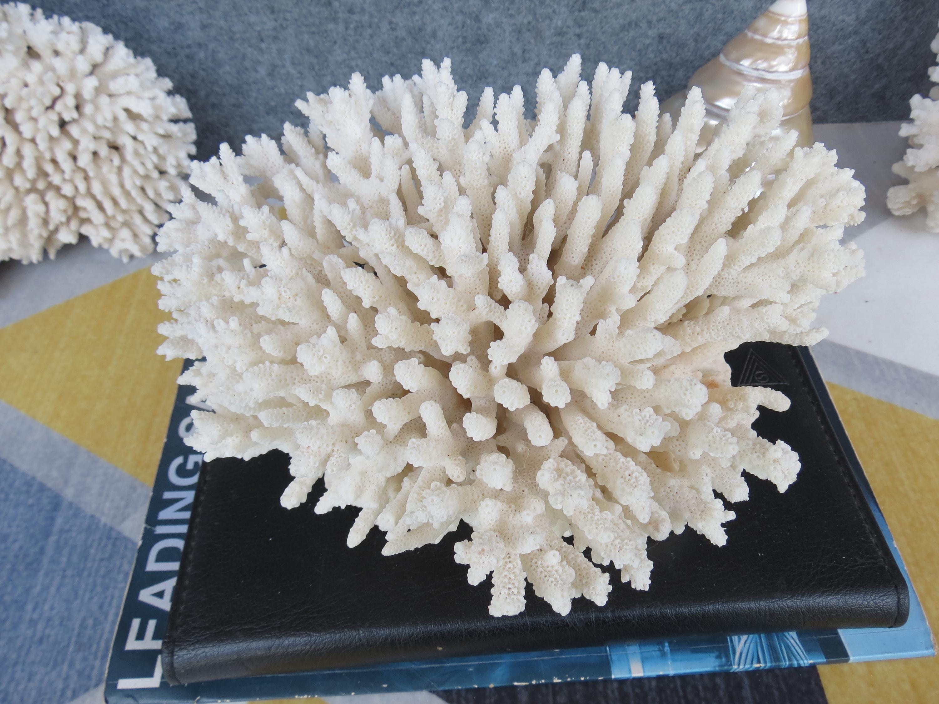 Real White Coral is Very Beautiful, Natural Coral, Very Special ...