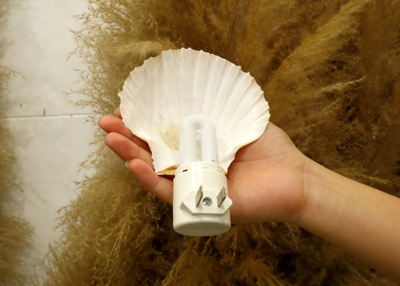 Seashell Night Light | Shell Night Light | White Scallop Clam Night ...