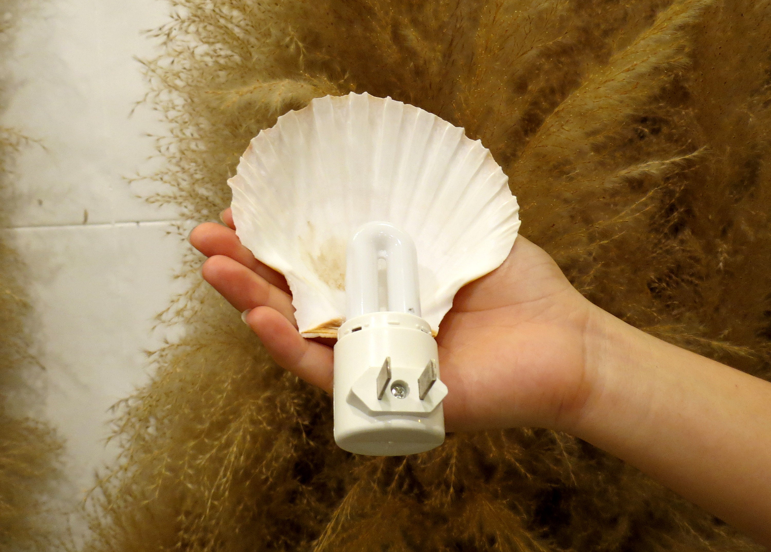 Seashell Night Light | Shell Night Light | White Scallop Clam Night ...