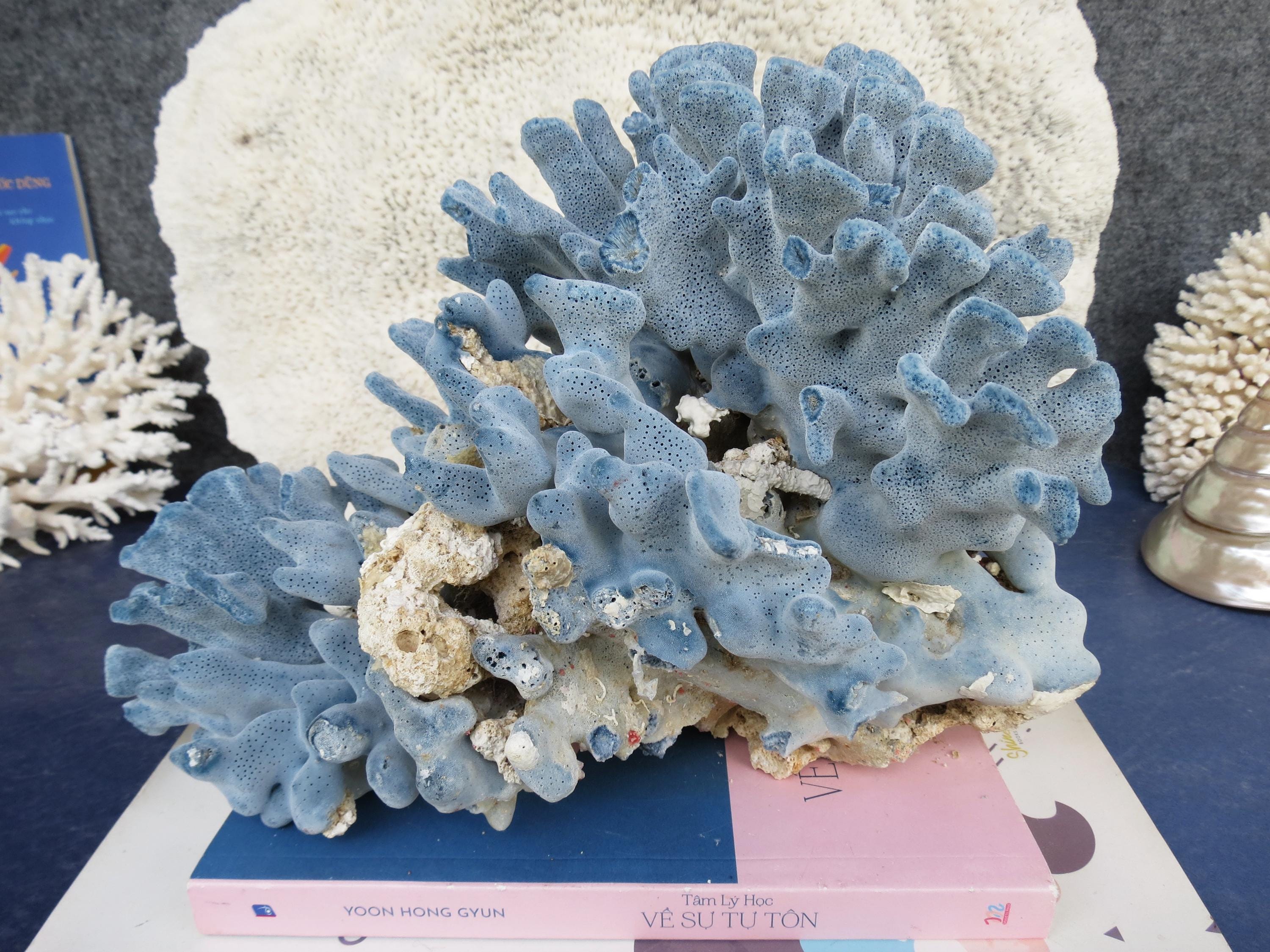 Blue Coral 11.8" is Very Beautiful, Large Natural Coral, Real Coral ...