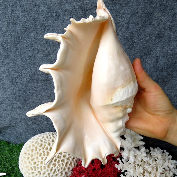 Sea Shell Decorations - Etsy