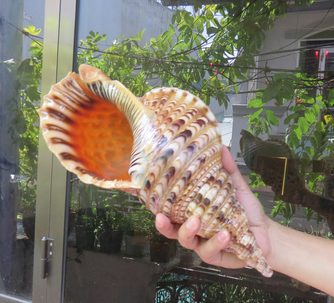 Natural Trumpet Triton Ammonite Decoration Big Seashell Decocsea Shell ...