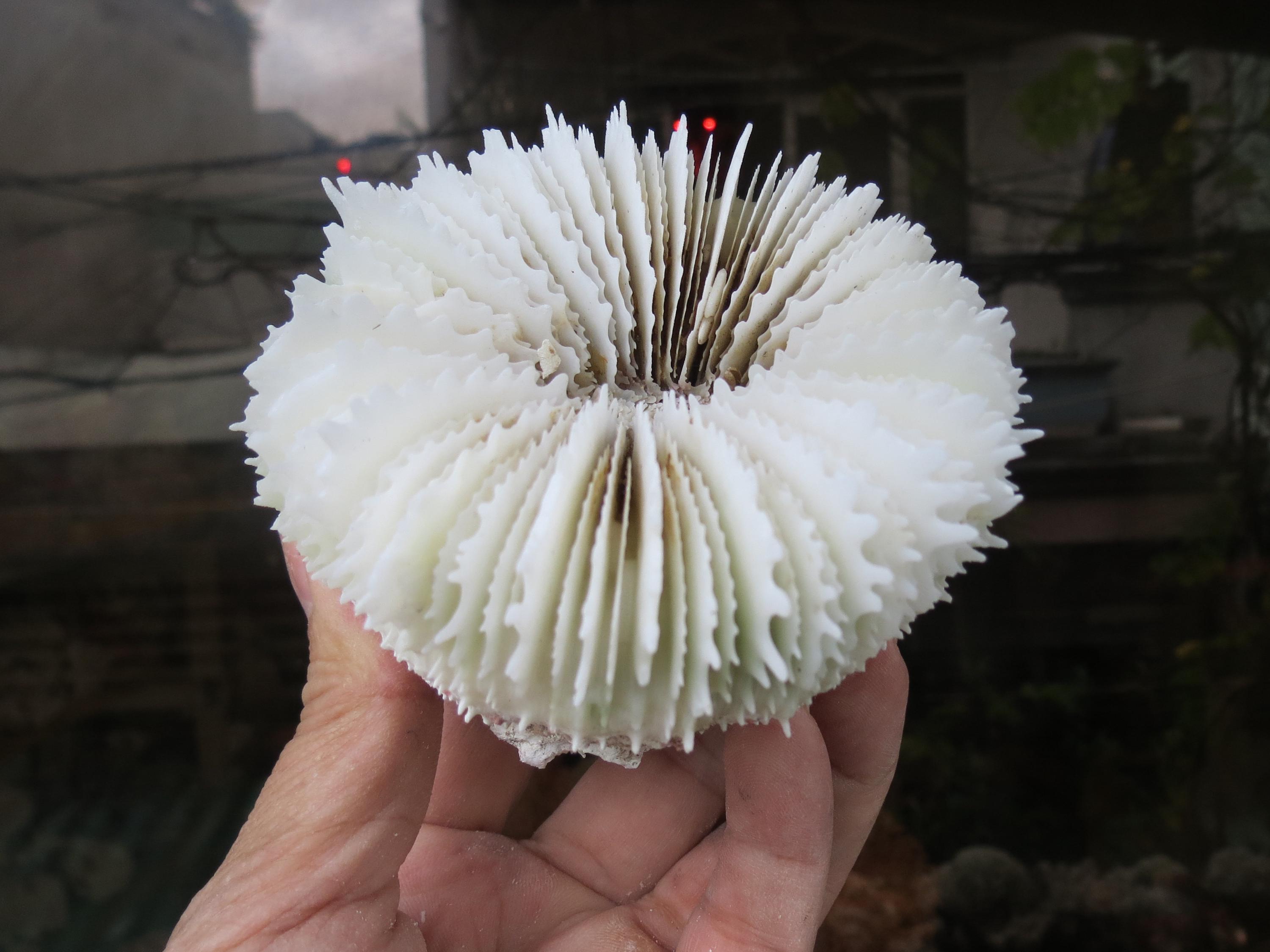Real White Coral is Very Beautiful, Natural Coral Flower Shape, Very ...