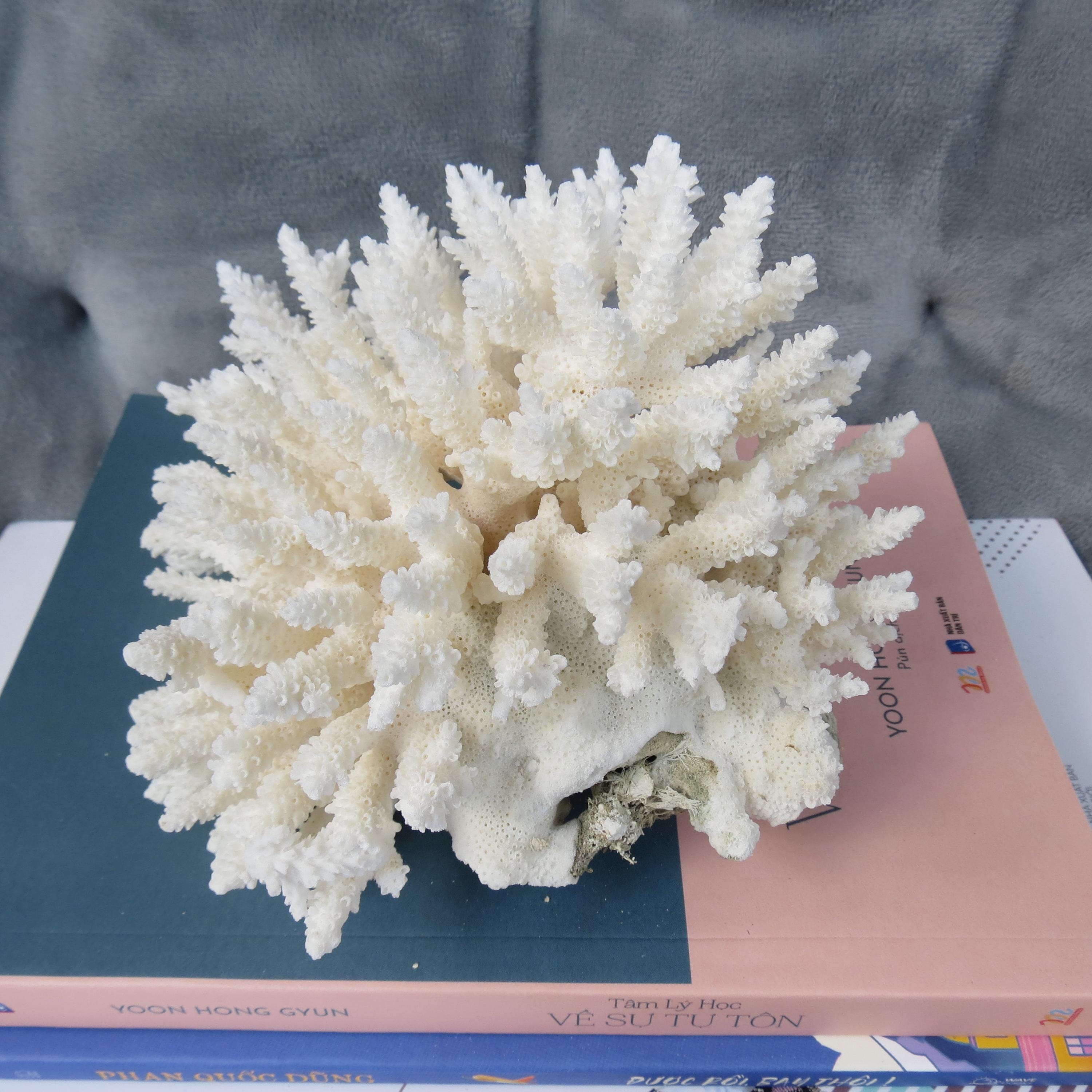 White Coral is Very Beautiful, Natural Coral, Real Coral Very Special ...