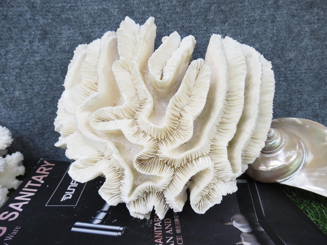 Large Brain Coral, Beautiful Shape, Natural Color, Unique Corals ...