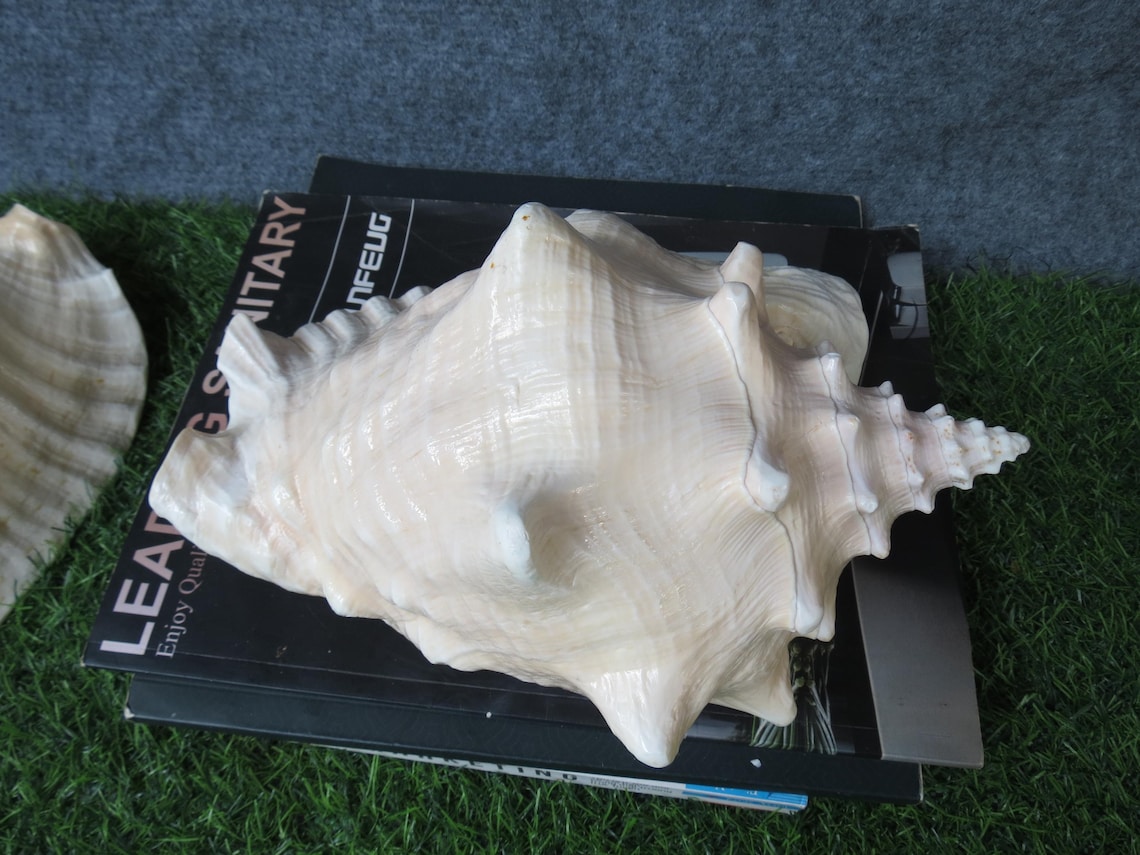 Huge Ocean Shell, Large Strombus Gigas Huge Beautifful Shell, Big Shell ...