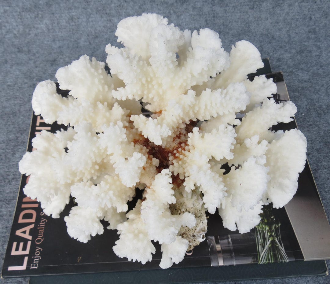 Natural White Coral Tree, Aquarium Decoration, Coral Reef Decor, Blue ...
