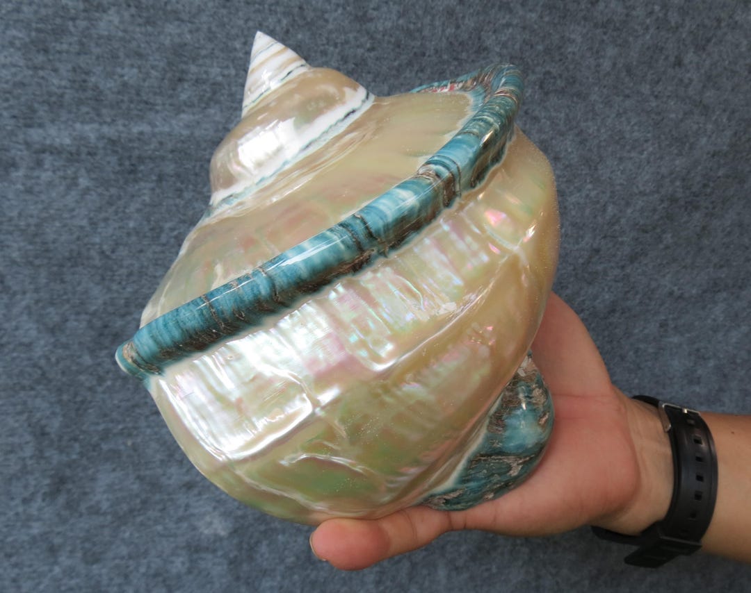 Large Conch Shell, Turbo Natural Sea Shell Giant Green, Mother of Pearl ...