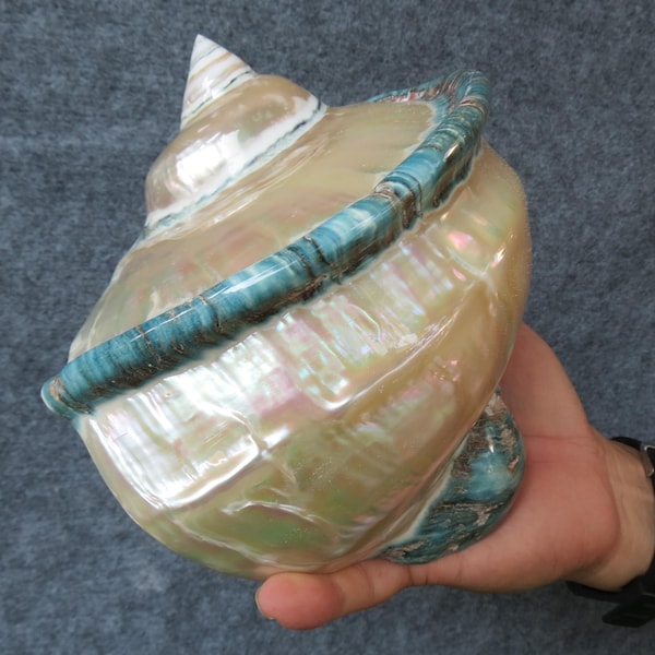 Magic Conch Shells - Etsy