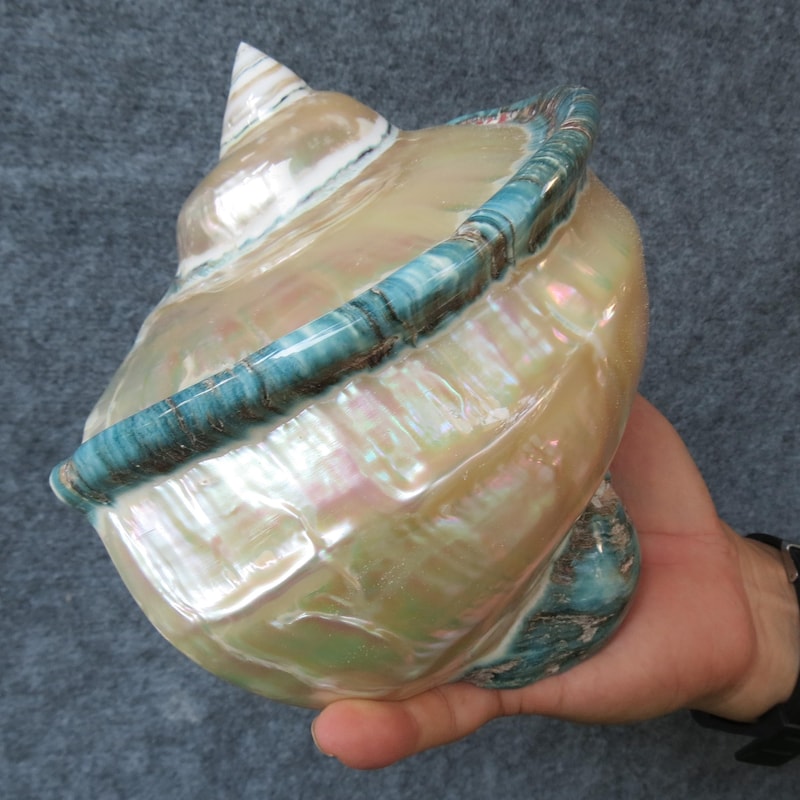 Magic Conch Shells - Etsy
