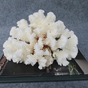 Natural White Coral Tree, Aquarium Decoration, Coral Reef Decor, Blue ...