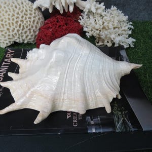 Huge Ocean Shell, Large Beautiful Shell, Sea Shell Treasure, Sea Shells ...