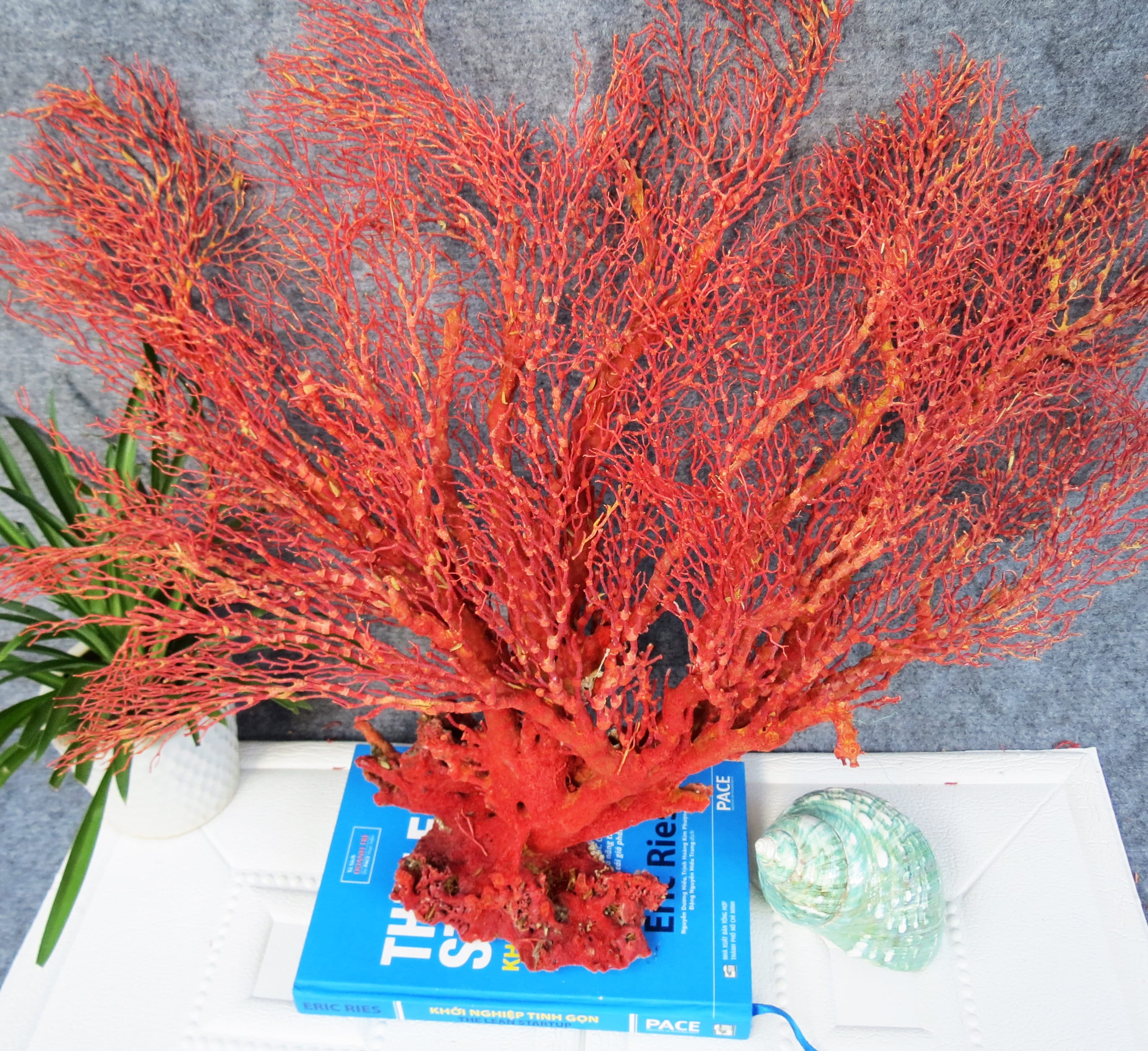 Red Coral Tree Large Red Coral Real Coral Coral Decor - Etsy