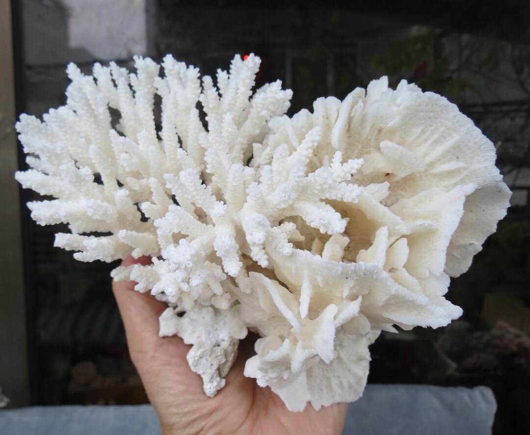 Natural White Coral Tree, the Coral Block Consists of Two Types of ...