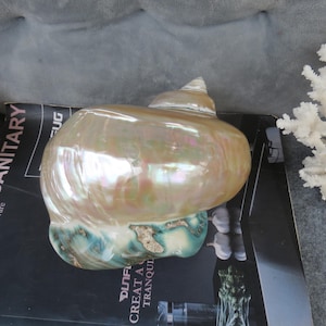 Large Giant Green Marmoratus Turban Shell, Large Conch Shell, Turbo ...